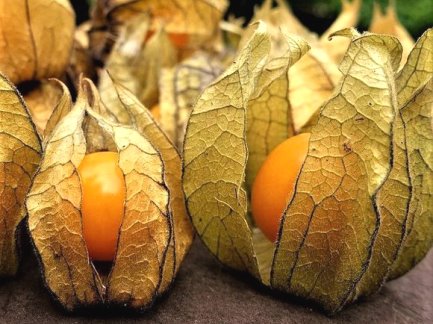 O CAMAPU, O LOBO MAU E A VOVOZINHA | JORNAL DA BESTA FUBANA